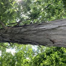 Plant Communities | CMP Tree Selection Tool